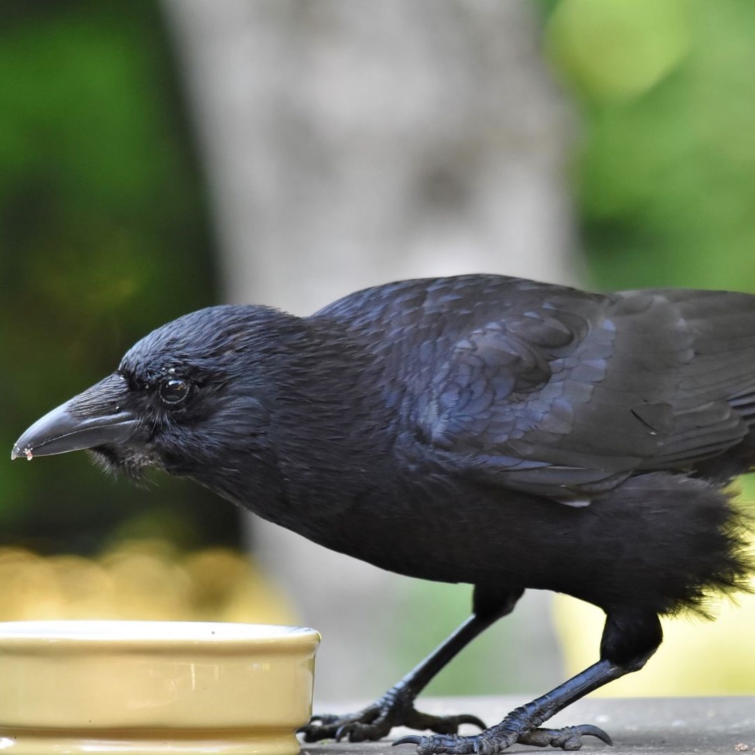 CARRION CROW (Corvus corone) - songbird factfile